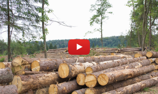 Professional Forester Green Path